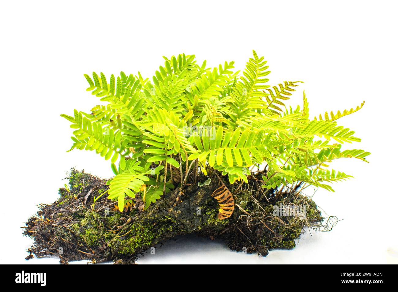 Resurrection fern isolated hi-res stock photography and images - Alamy