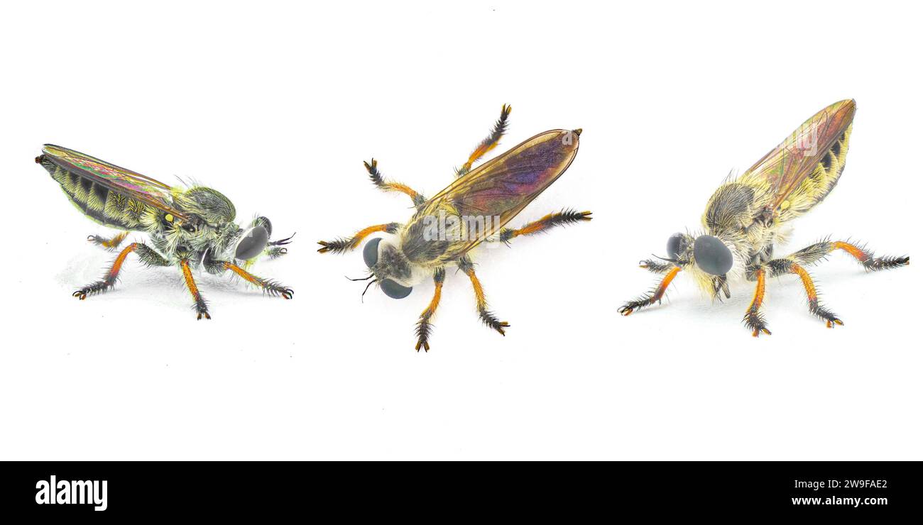 Megaphorus minutus - robberfly - isolated on white background. One of ...