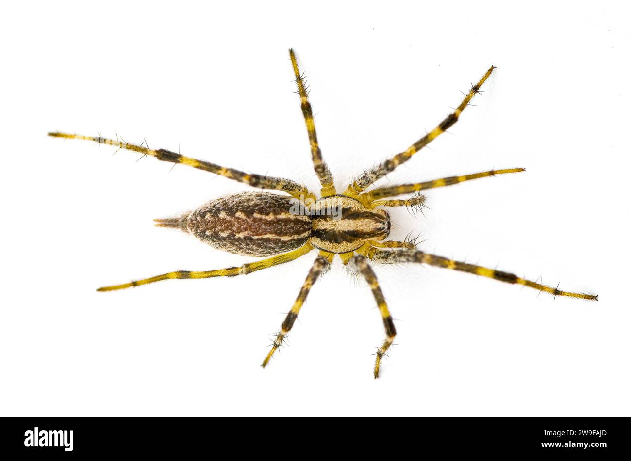 American grass spider - a genus of funnel weaver arachnid in the ...