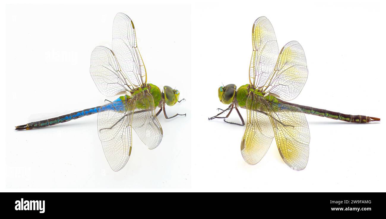 Male and female common green darner - Anax junius - is a species of ...