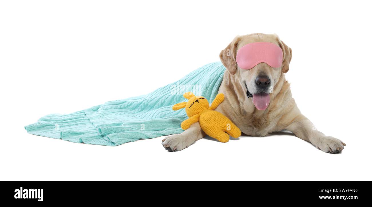 Cute Labrador Retriever with sleep mask and crocheted bunny under ...