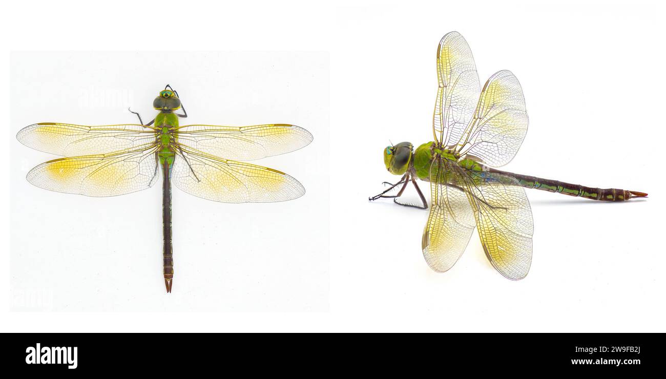 Female common green darner - Anax junius - is a species of dragonfly in ...