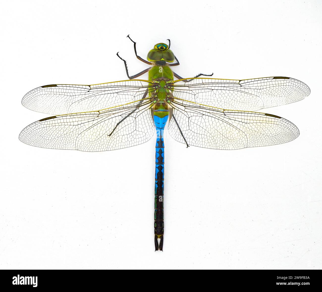 male common green darner - Anax junius - is a species of dragonfly in the family Aeshnidae. One ...
