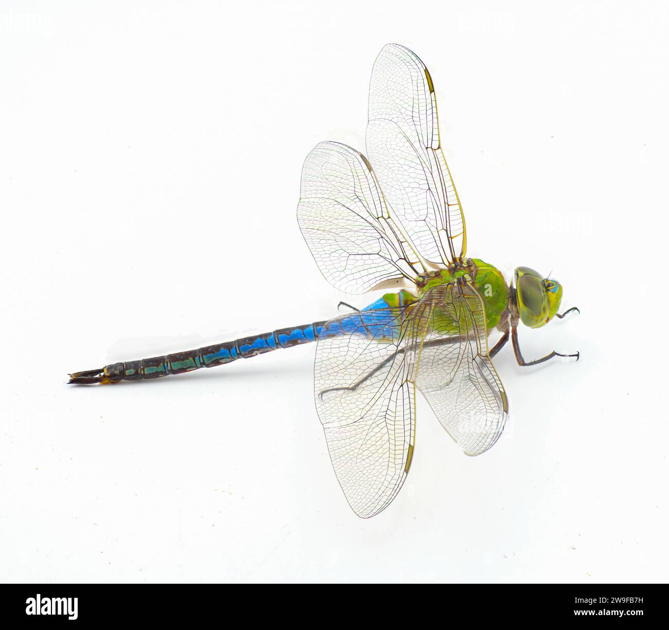male common green darner - Anax junius - is a species of dragonfly in ...