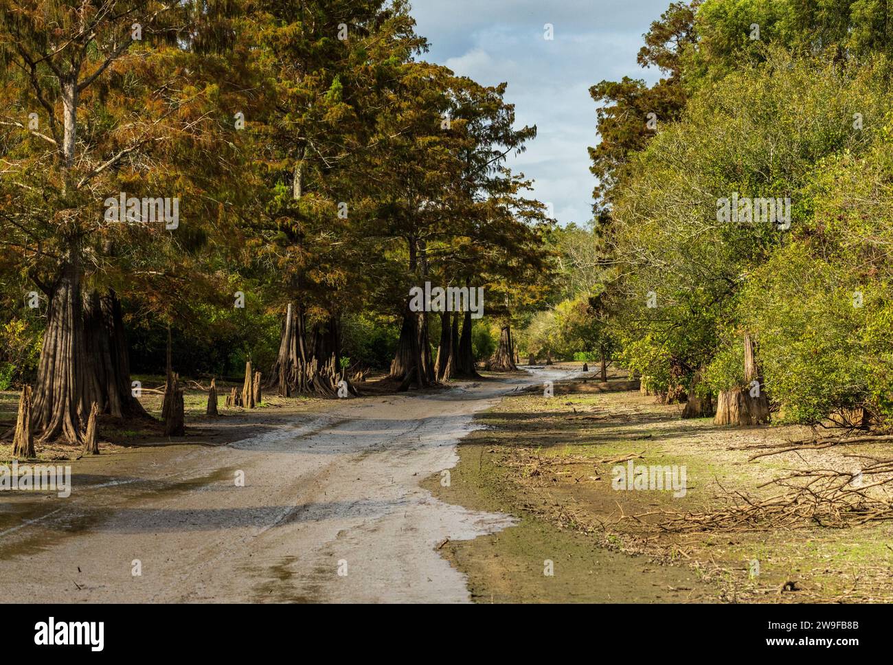 Muddy channel or pathway taken by airboat tours of the bayou of ...