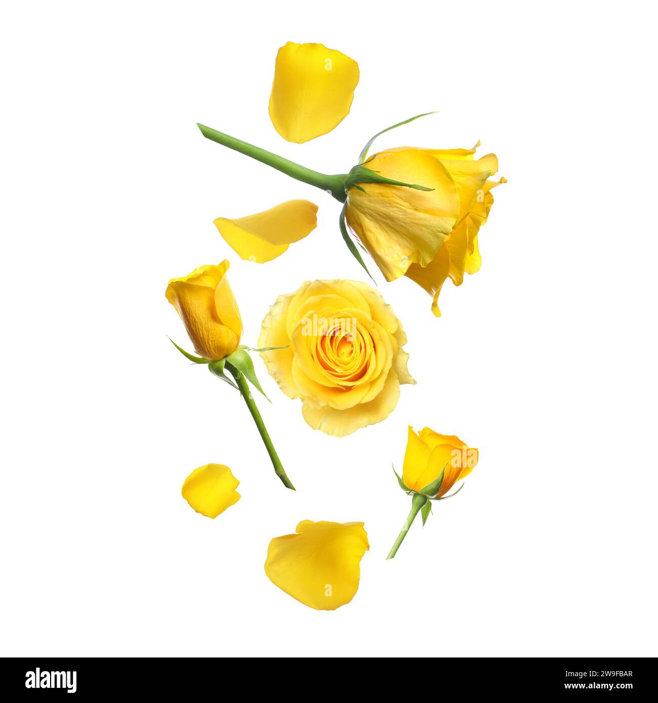 Beautiful yellow rose buds in air on white background Stock Photo - Alamy