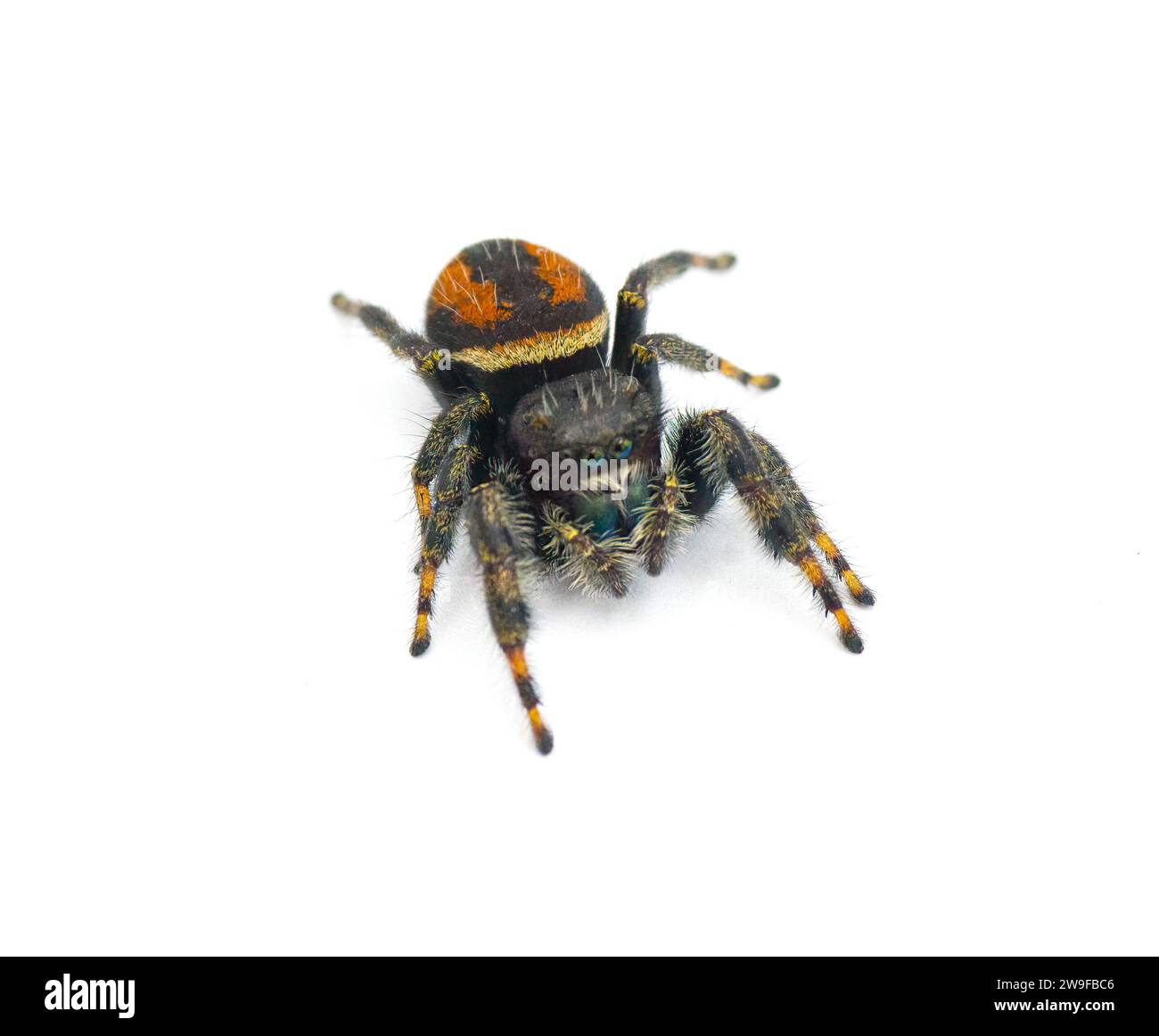Brilliant Jumping Spider - Phidippus Clarus - family Salticidae - large ...