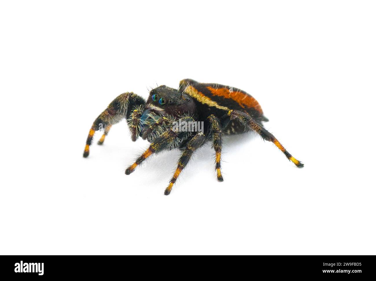Red striped spider Cut Out Stock Images & Pictures - Alamy