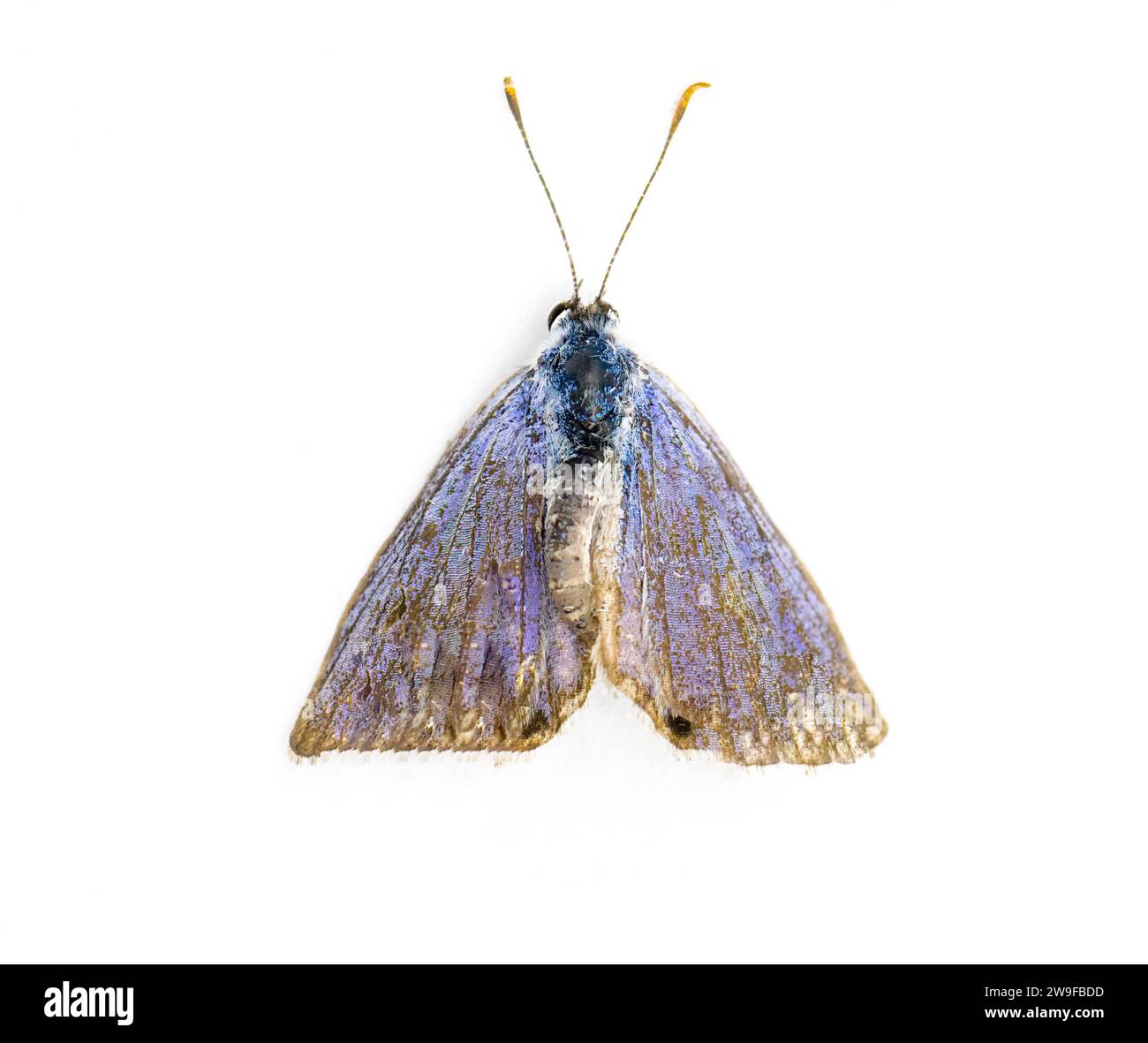 Ceraunus blue butterfly - Hemiargus ceraunus antibubastus - small ...