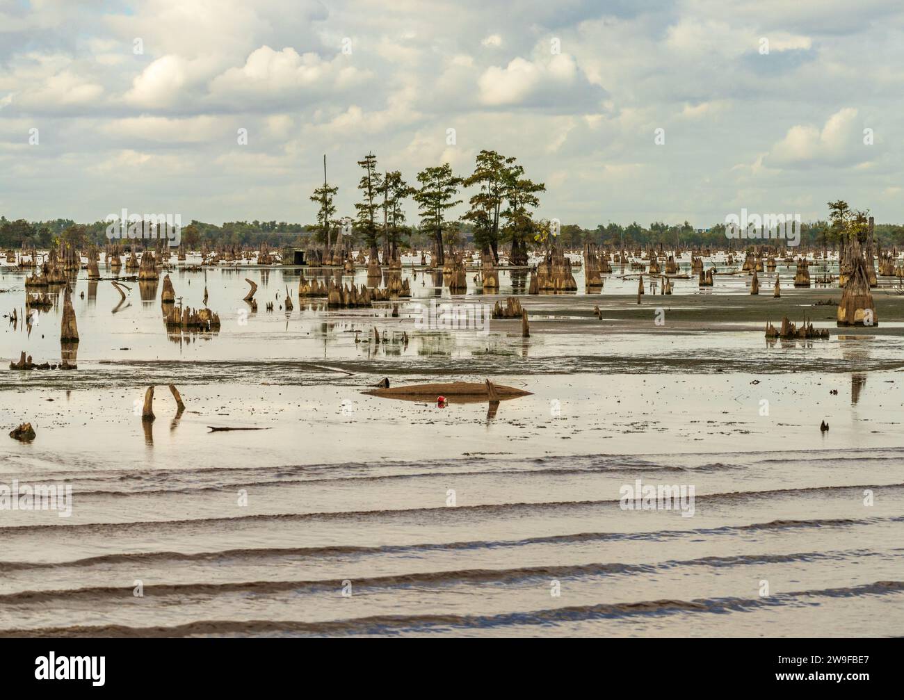 Stumps from felling of bald cypress trees in the past seen in calm ...