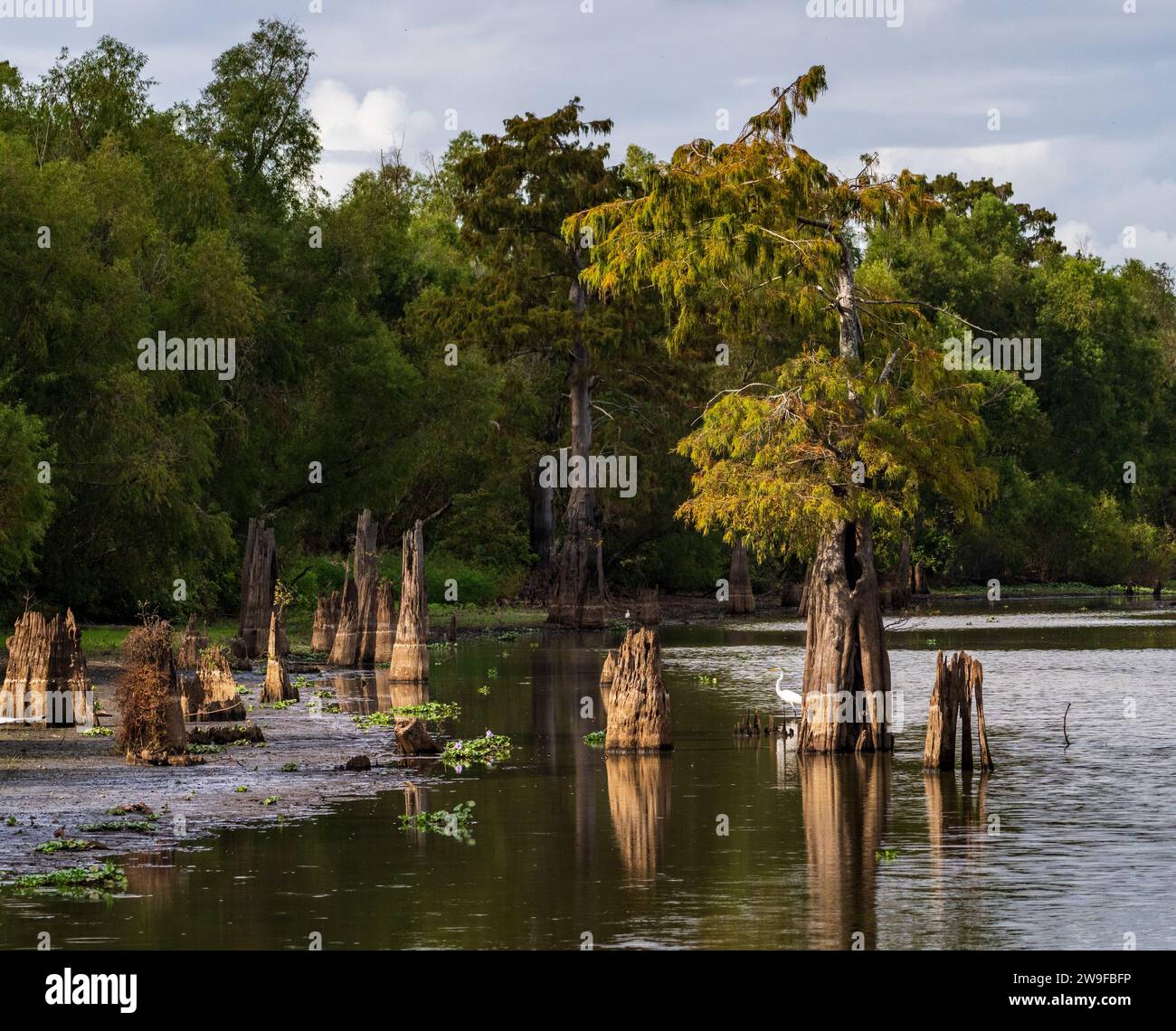 Stumps from felling of bald cypress trees in the past seen in calm ...
