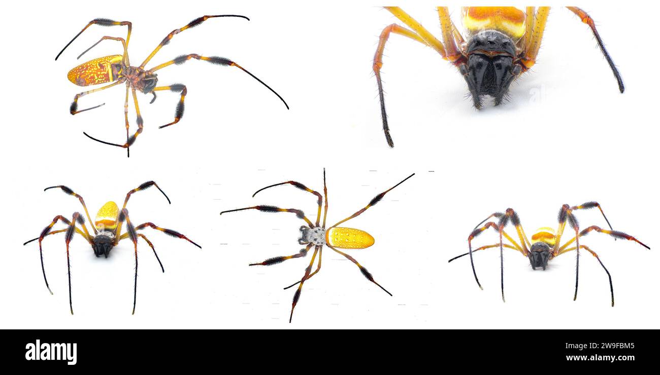 golden silk orb weaver or banana spider - Trichonephila clavipes ...