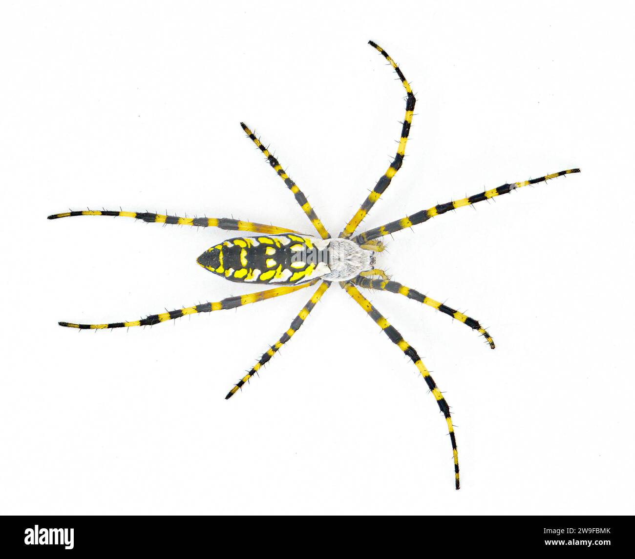 Female adult black and yellow garden spider, golden garden spider ...
