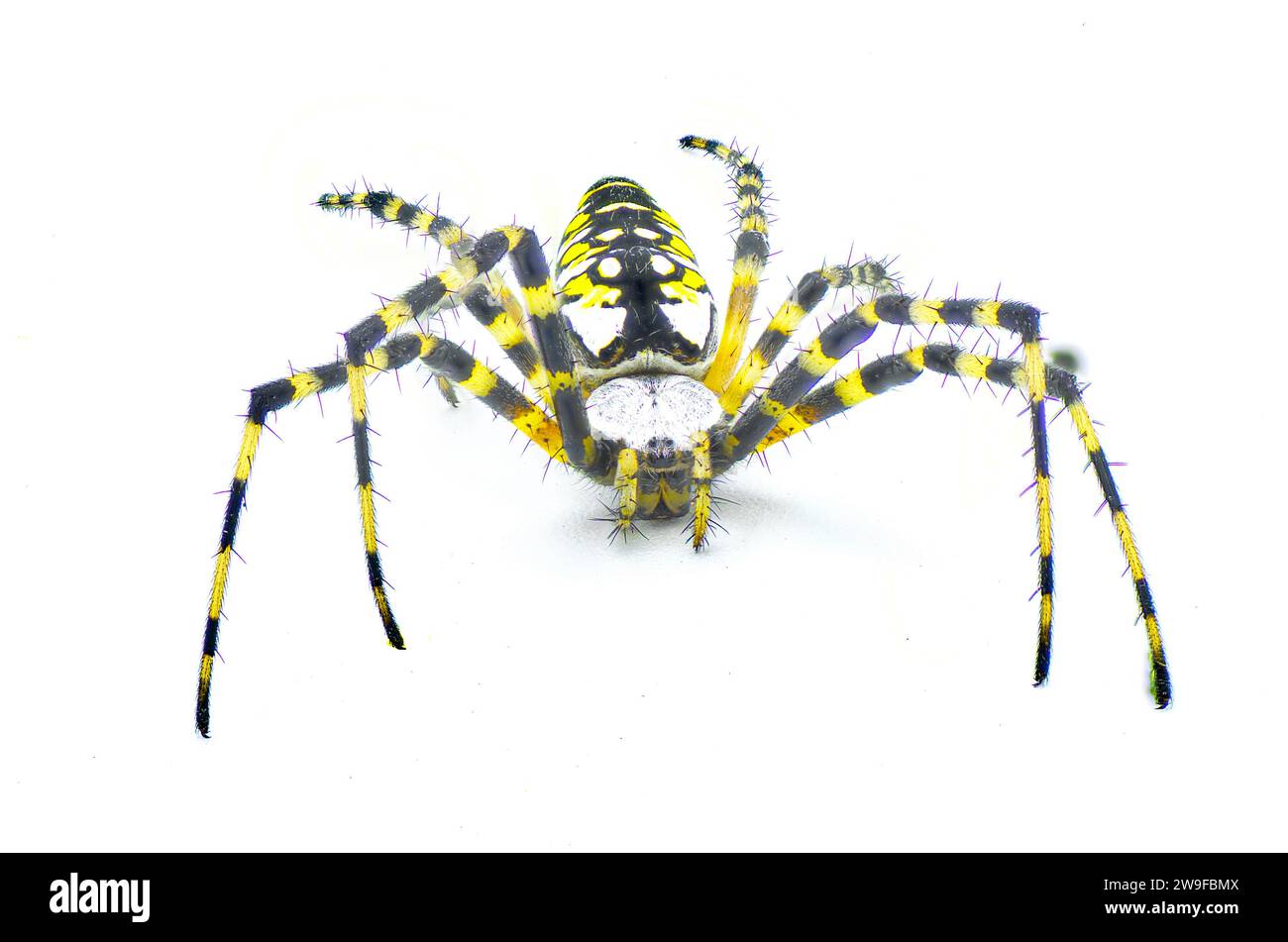 Female adult black and yellow garden spider, golden garden spider ...