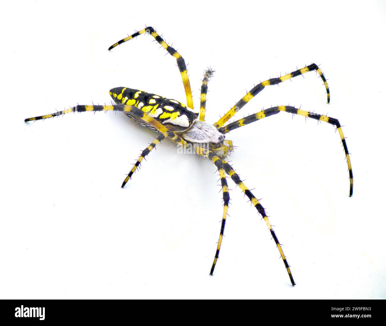 Female adult black and yellow garden spider, golden garden spider ...