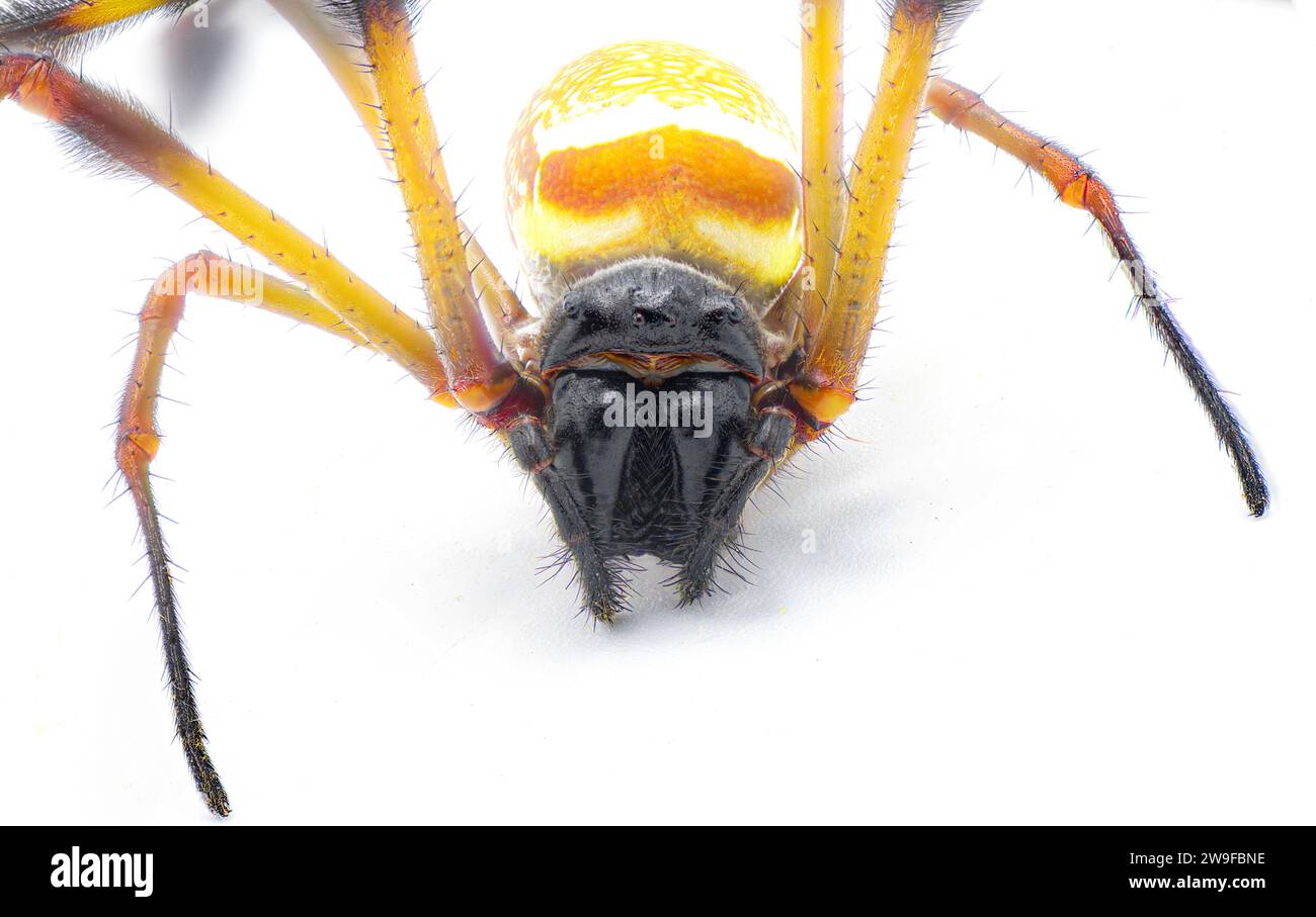 golden silk orb weaver or banana spider - Trichonephila clavipes ...