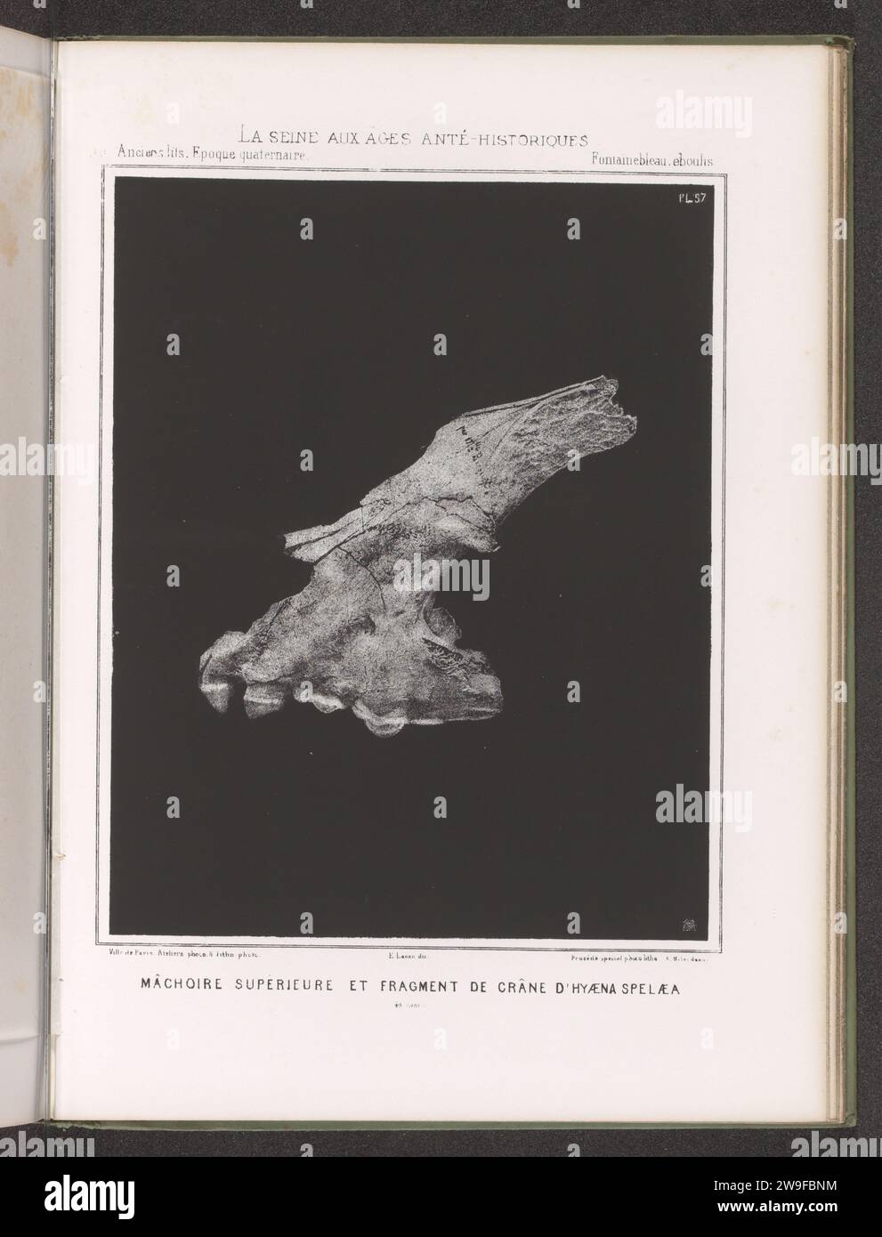 Upper jaw and part of the skull of a hyena, c. 1860 - in or before 1869 ...