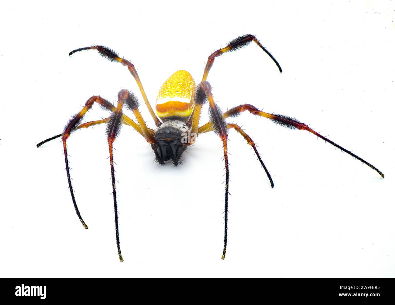 golden silk orb weaver or banana spider - Trichonephila clavipes ...