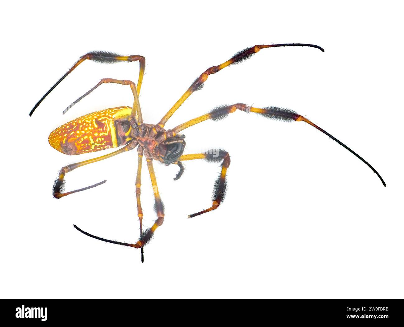 golden silk orb weaver or banana spider - Trichonephila clavipes ...