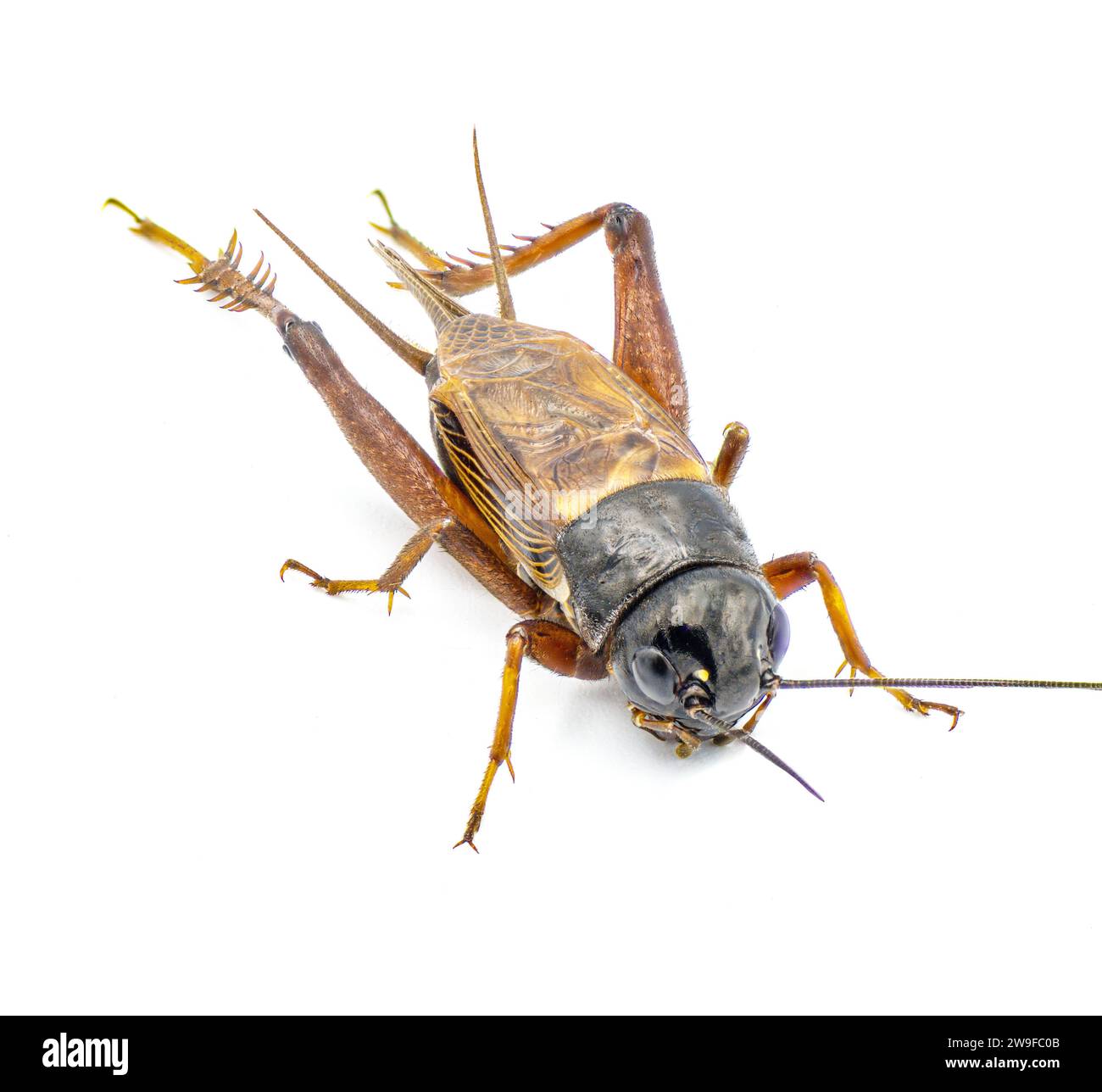 Gryllus rubens hi-res stock photography and images - Alamy