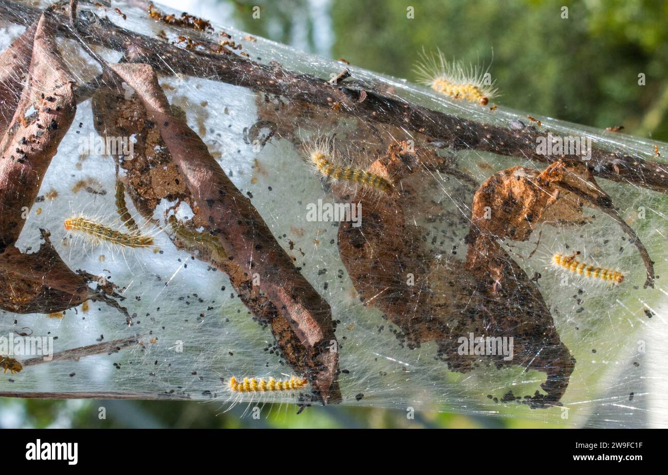 Nest spun by fall webworm moth caterpillar - Hyphantria cunea - a ...