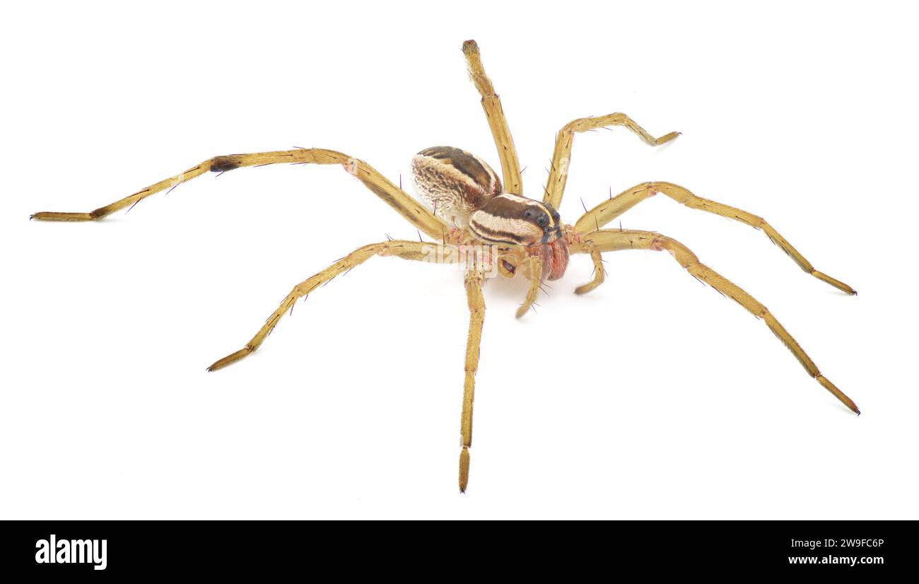 Wolf spider rabid wolf spider Cut Out Stock Images & Pictures - Alamy