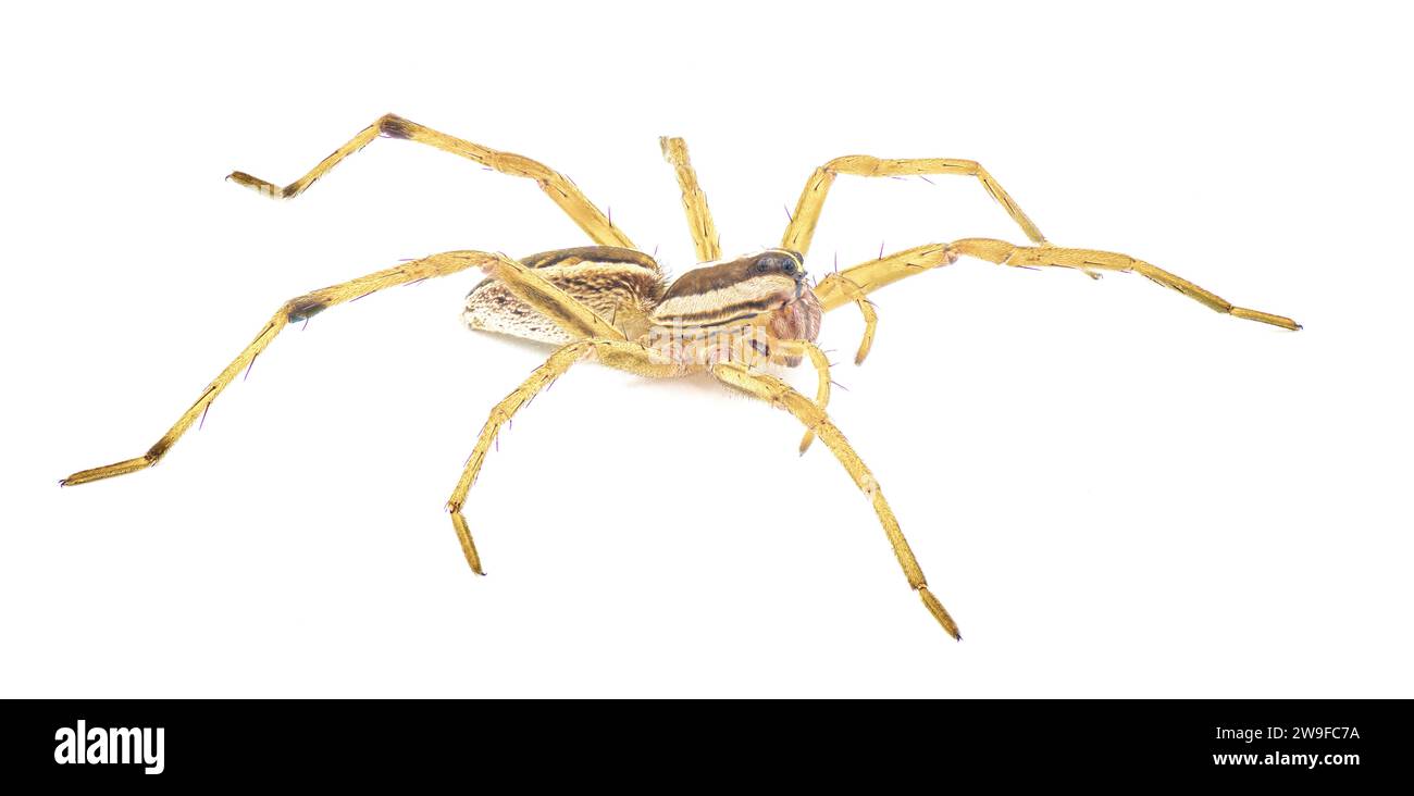 Wolf spider rabid wolf spider Cut Out Stock Images & Pictures - Alamy