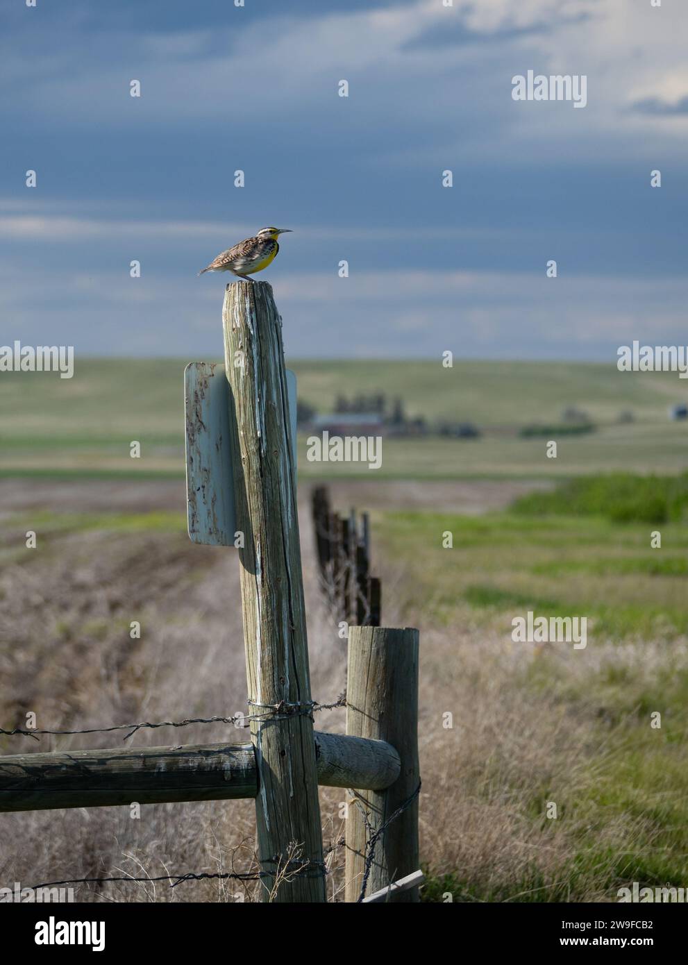 Western meadowlark standing on a weathered fence post in rural Montana ...