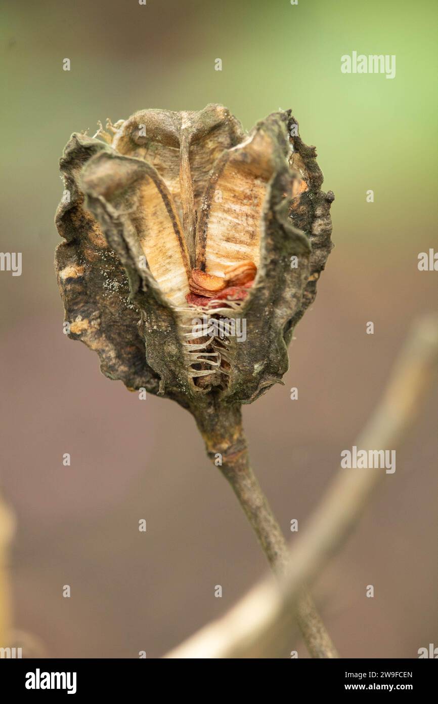 Nature Ecology and Plant Sciences - Interior view of plant anatomy ...