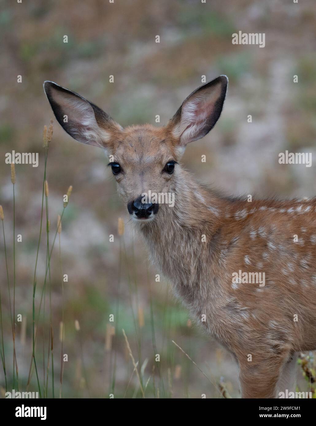 Closeup of the head and chest of a whitetail fawn with spots facing the ...
