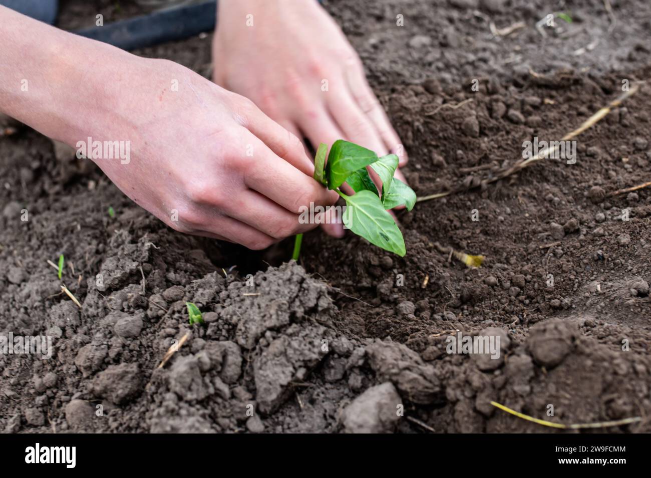 Farmer's hand burying seedlings in fertile soil in vegetable garden in ...