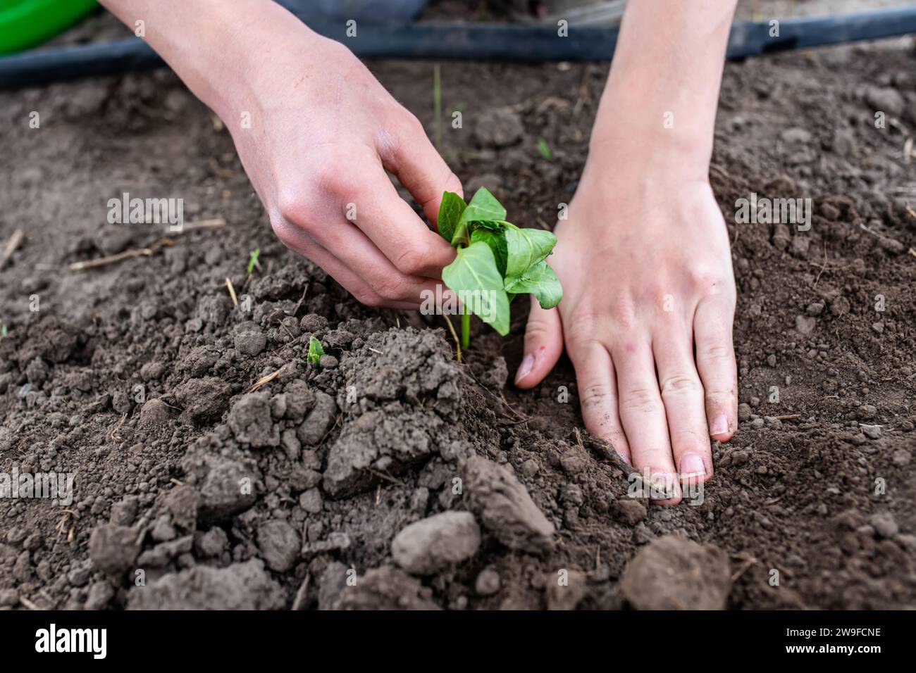 Farmer's hand burying seedlings in fertile soil in vegetable garden in ...