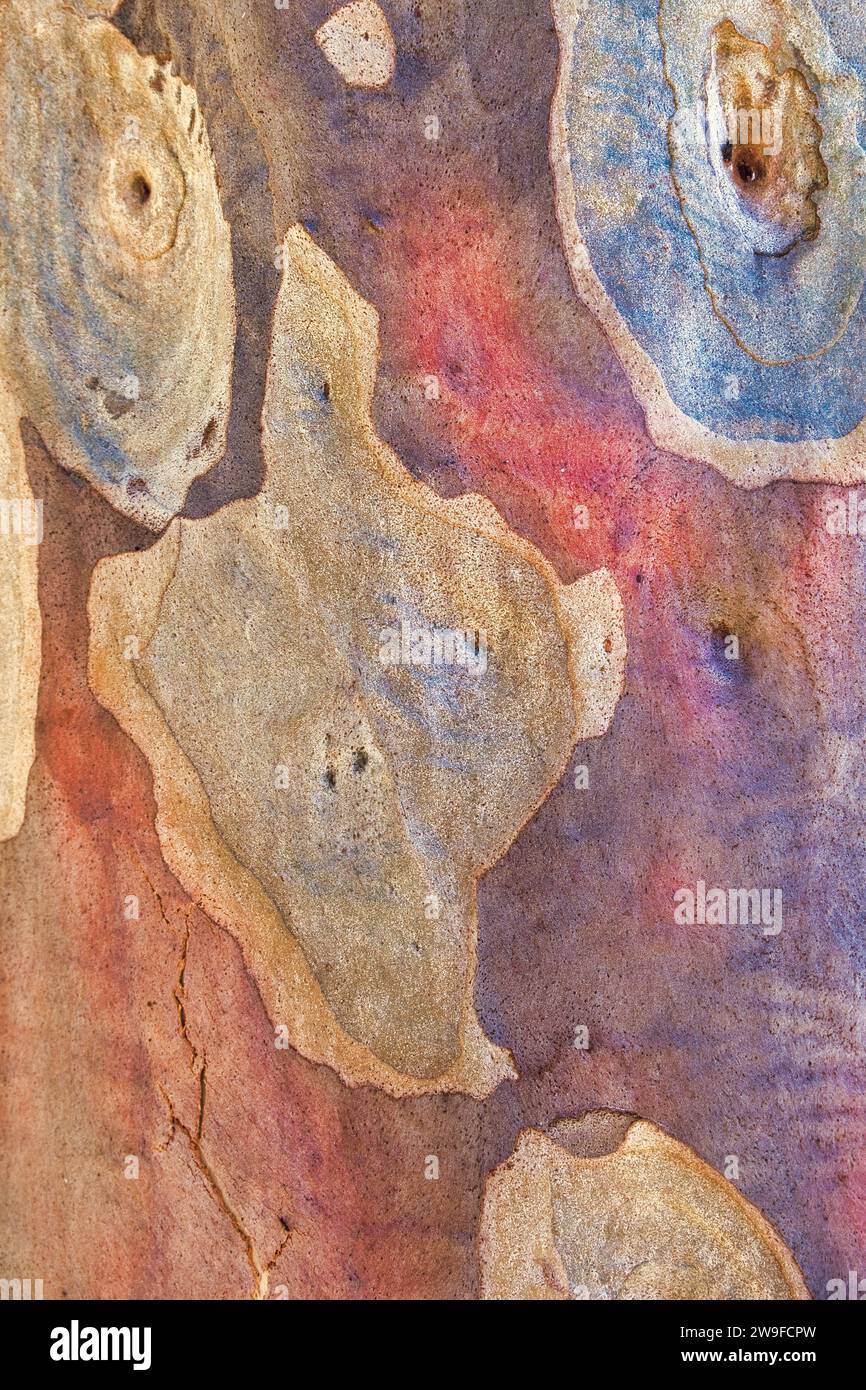 Australian gum tree hi-res stock photography and images - Alamy