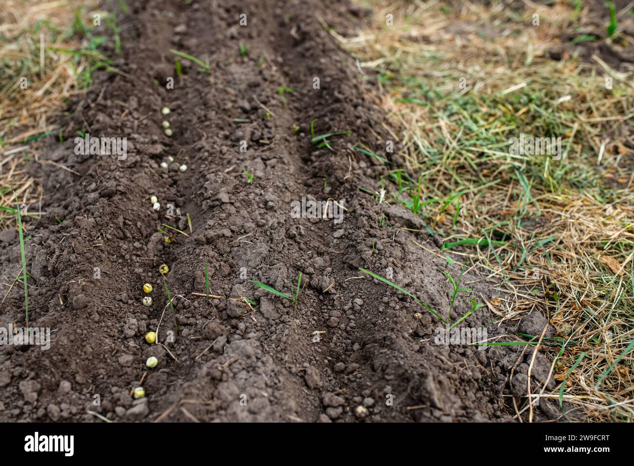 Pea seeds in the garden in spring. Planting peas on an environmentally ...