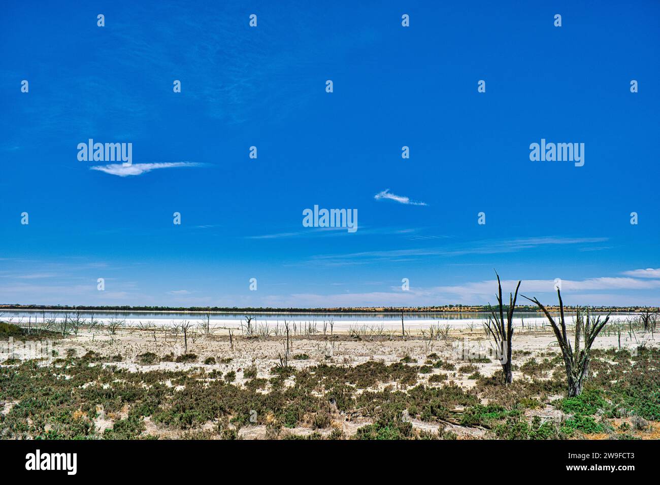 Salt lake with salt bushes and dead trees due to increasing salinity in ...