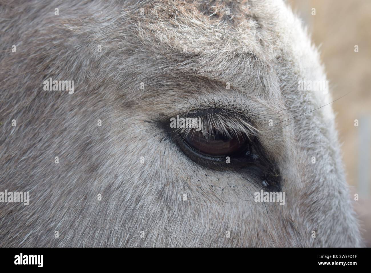 Ojo de burro hi-res stock photography and images - Alamy