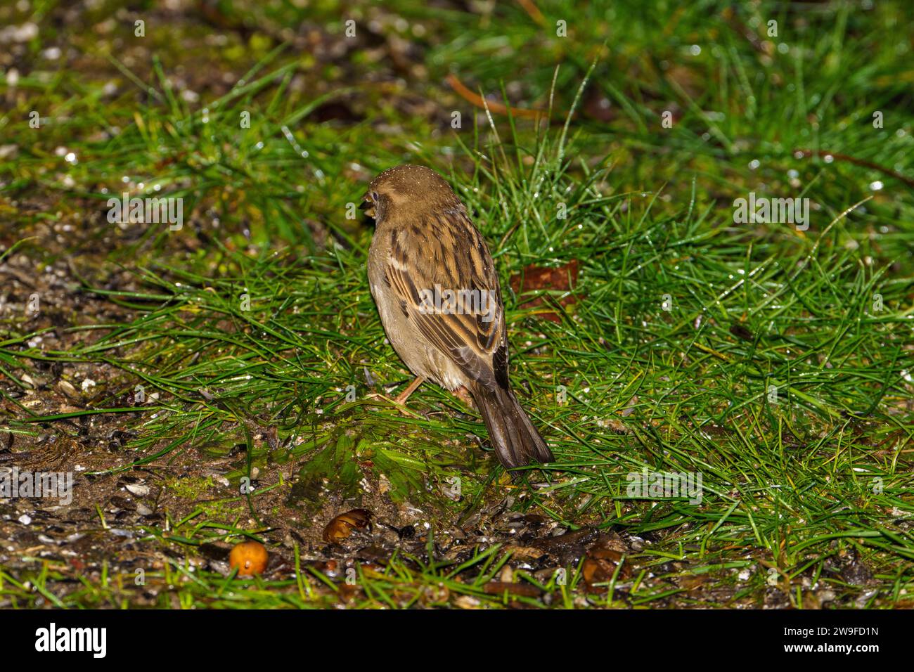 Passer domesticus Family Passeridae Genus Passer House sparrow wild ...