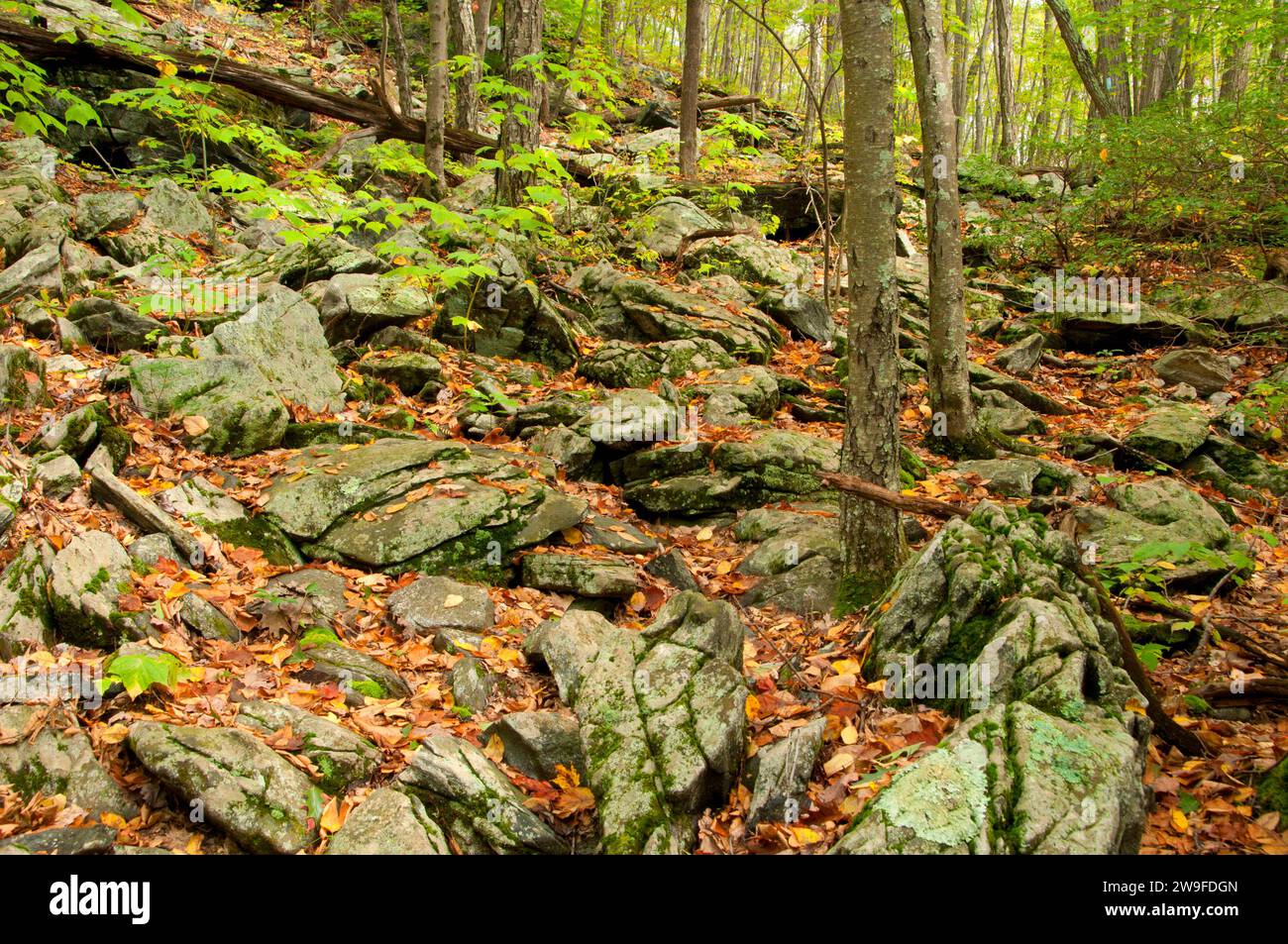 Mattatuck Trail, Mohawk State Forest, Connecticut Stock Photo - Alamy