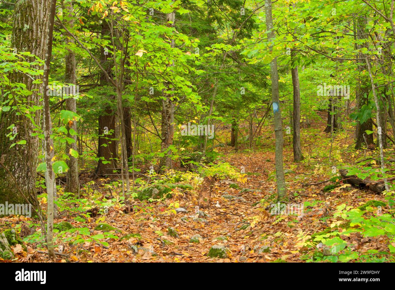 Mohawk Trail, Mohawk State Forest, Connecticut Stock Photo - Alamy