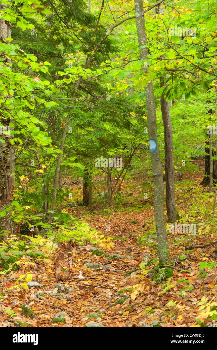 Mohawk Trail, Mohawk State Forest, Connecticut Stock Photo - Alamy