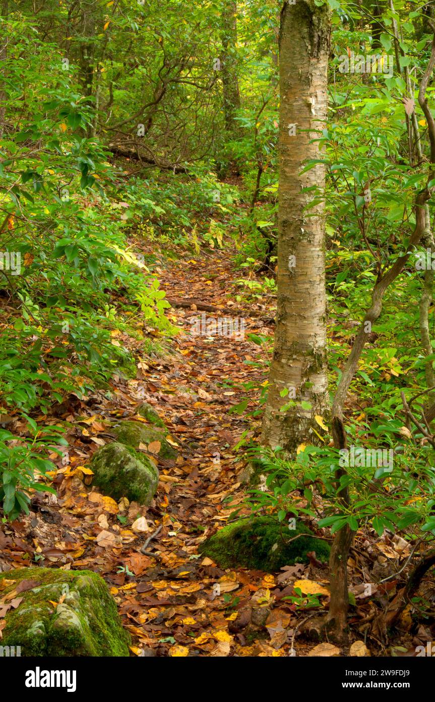 Mohawk Trail, Mohawk State Forest, Connecticut Stock Photo - Alamy