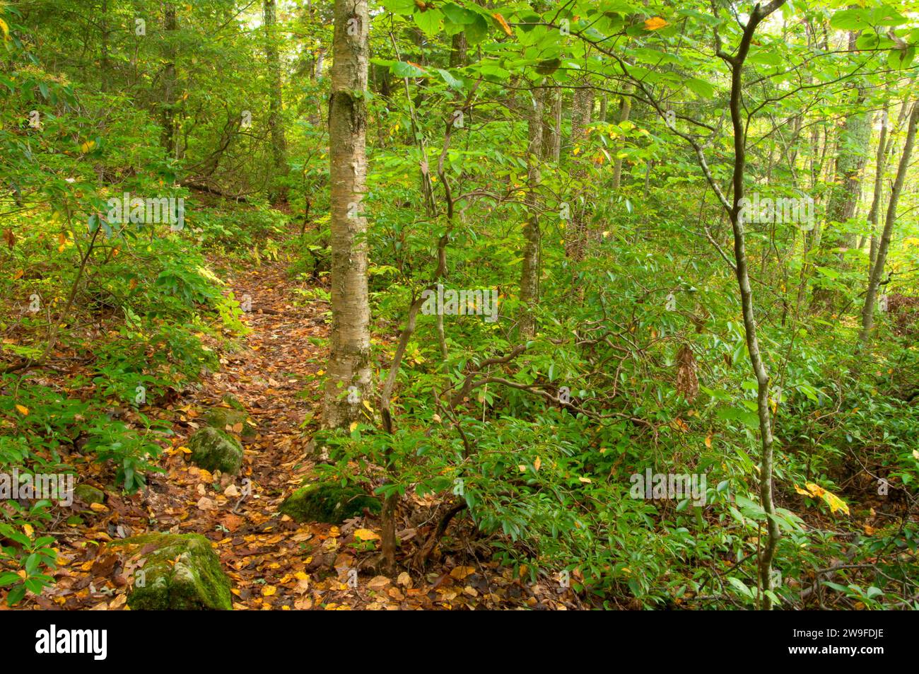 Mohawk Trail, Mohawk State Forest, Connecticut Stock Photo - Alamy