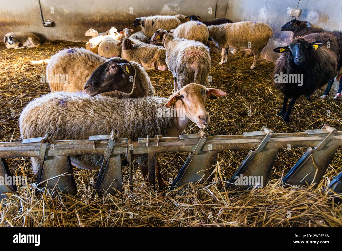 Malta farm hi-res stock photography and images - Alamy