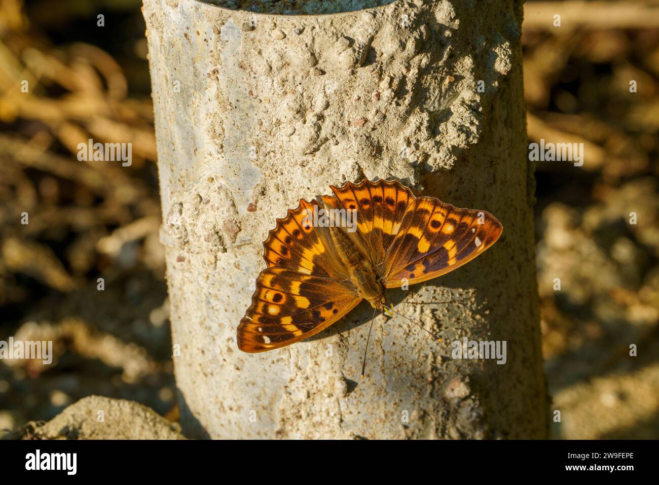 Apatura ilia Family Nymphalidae Genus Apatura Lesser purple emperor ...