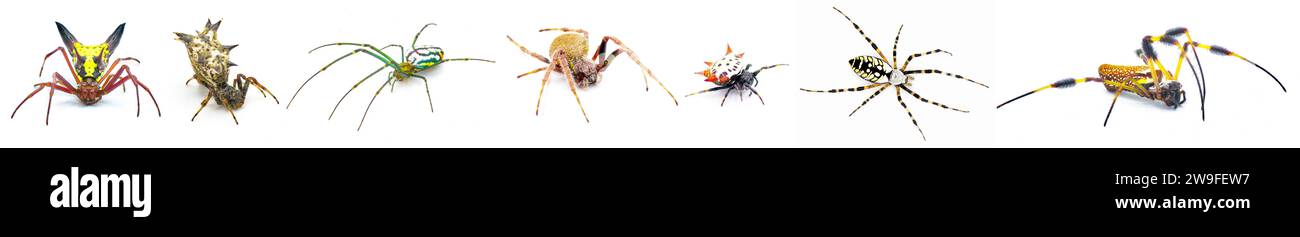 Seven species of orb weaver spiders found in north Florida. Arrow ...