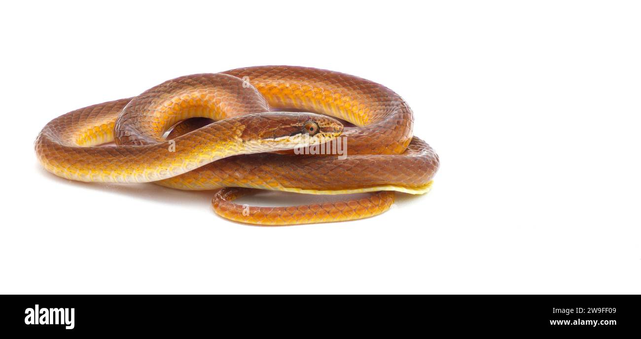 pine woods litter snake - Rhadinaea flavilata - aka yellow lipped or ...