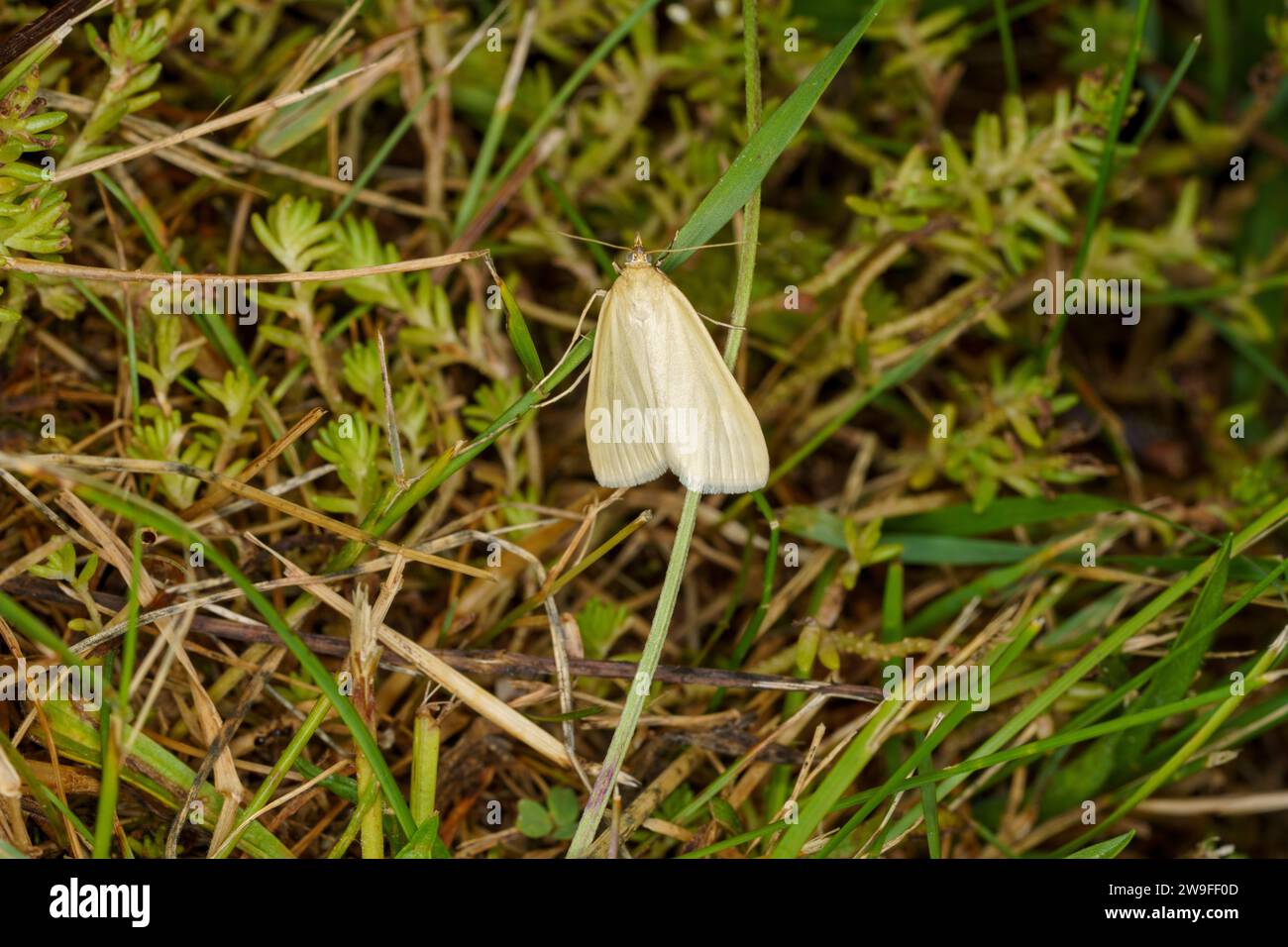 Sitochroa palealis Family Crambidae Genus Sitochroa Carrot seed moth ...