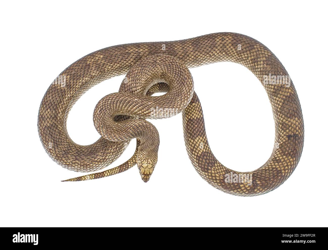 Wild Florida Pine Snake - Pituophis melanoleucus mugitus - isolated on ...