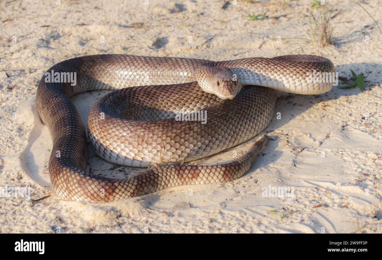 Florida brown snake hi-res stock photography and images - Alamy