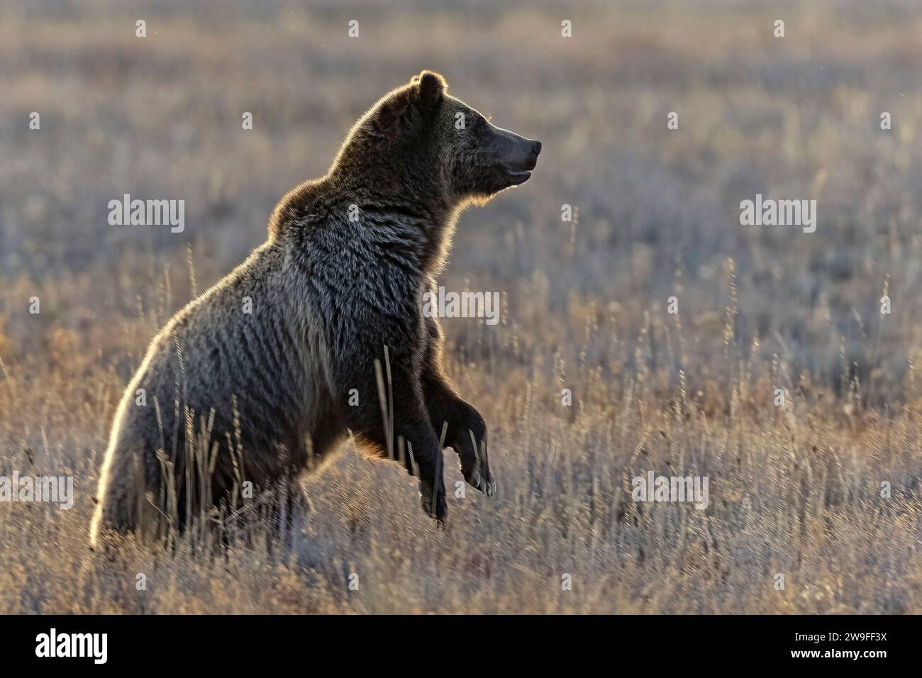 A mother grizzly bear known as Blondie keeps watch over her cubs in the ...